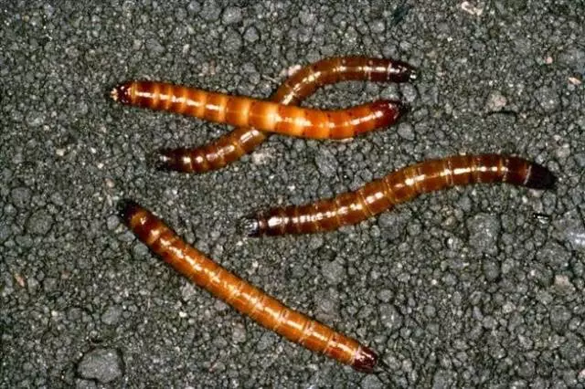 Wireworm