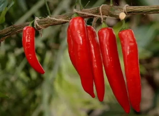 Semi-sharp varieties of pepper: description, photo 11120_2