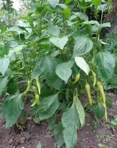 Semi-sharp varieties of pepper: description, photo 11120_4