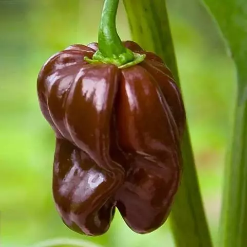 Semi-sharp varieties of pepper: description, photo 11120_6