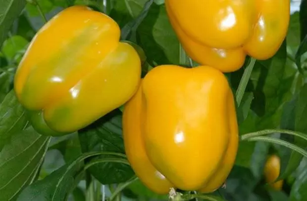 Pepper Golden Miracle: taybetmendî û danasîna cûrbecûr 11125_1