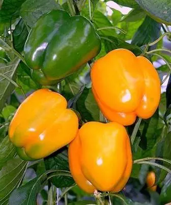 Pepper Golden Miracle: šķirnes īpašības un apraksts 11125_2