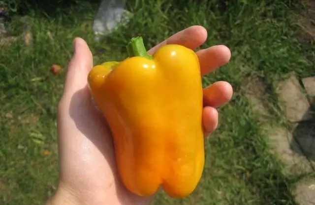 Pepper Golden Miracle: taybetmendî û danasîna cûrbecûr 11125_8