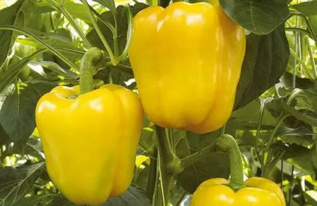 Pepper Golden Miracle: šķirnes īpašības un apraksts 11125_9