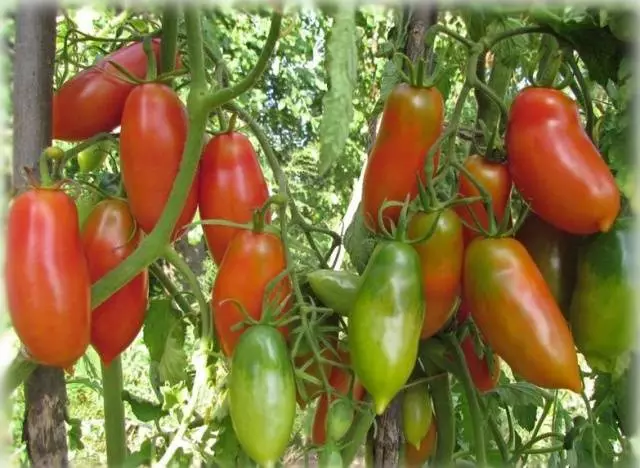 Scarlet mustang tomato: characteristics and description of the variety 11173_11