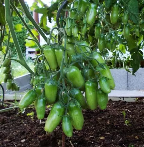 Scarlet mustang tomato: characteristics and description of the variety 11173_2