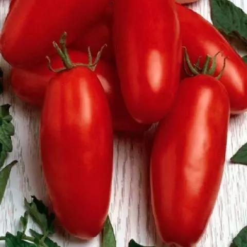 Scarlet mustang tomato: characteristics and description of the variety 11173_5