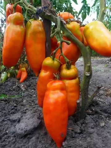 Tomatoya xerdelê sor: Taybetmendî û danasîna cûrbecûr 11173_6