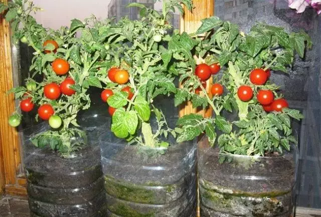 Tomato Bonsai: ulasan, foto, hasil 11191_1