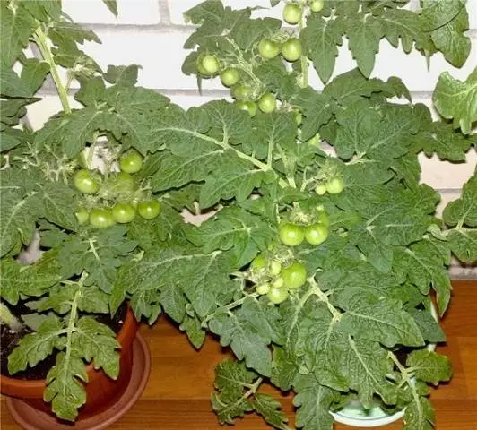 Tomato Bonsai: ulasan, foto, hasil 11191_11