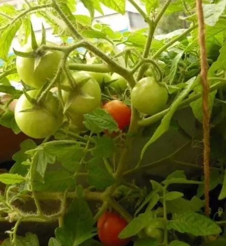 Tomato Bonsai: ulasan, foto, hasil 11191_12