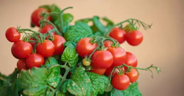 Bonsai de tomate: comentarios, fotos, rendemento 11191_2