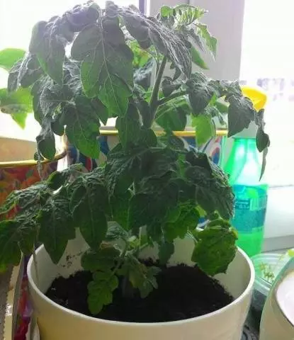 Tomato Bonsai: ulasan, foto, hasil 11191_22