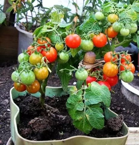 Bonsai de tomate: comentarios, fotos, rendemento 11191_3