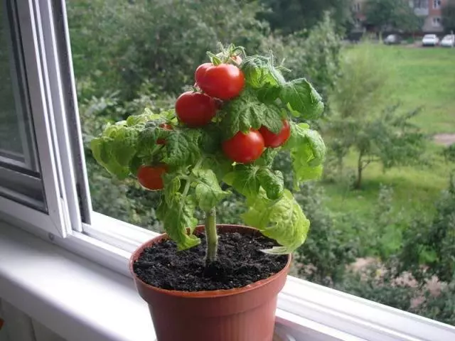 Tomato Bonsai: ulasan, foto, hasil 11191_4