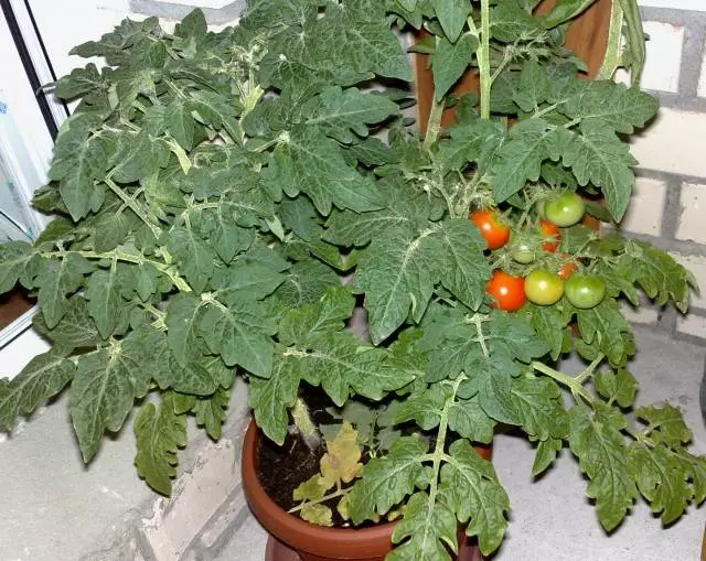 Tomato Bonsai: ulasan, foto, hasil 11191_5