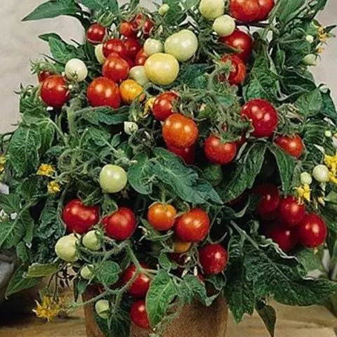 Tomato Bonsai: ulasan, foto, hasil 11191_6