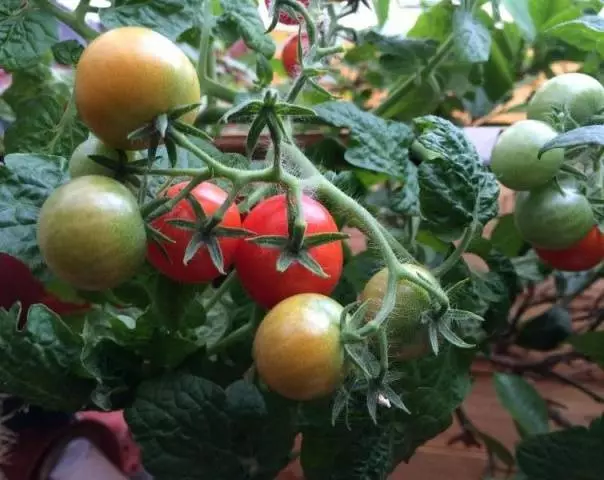 Bonsai de tomate: comentarios, fotos, rendemento 11191_7