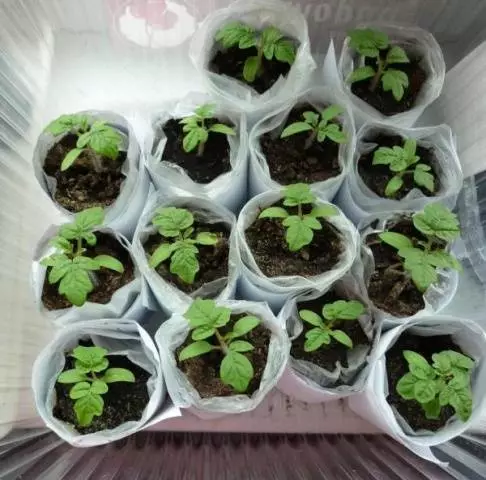 Tomato Bonsai: ulasan, foto, hasil 11191_9