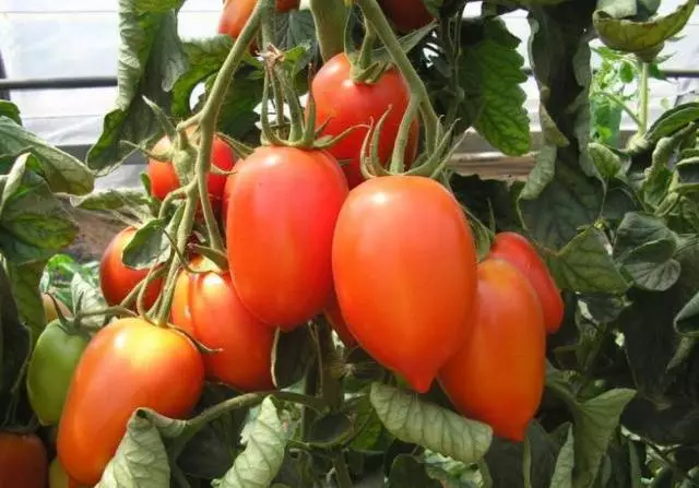 Tomato Valentine: einkenni og lýsing á fjölbreytni 11192_1