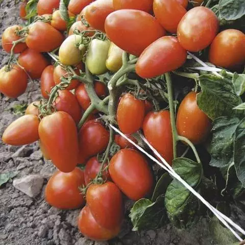 Tomato Valentine: einkenni og lýsing á fjölbreytni 11192_2