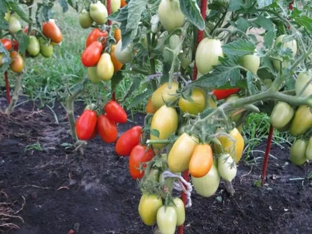 Tomato Valentine: einkenni og lýsing á fjölbreytni 11192_3