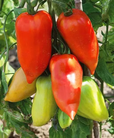 Tomato Cornabel F1 (Dulce): Varietéitbeschreiwung, Fotoen, Bewäertungen, Ausbezuele 11193_1