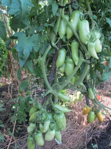 Tomato Cornabel F1 (Dulce): Varietéitbeschreiwung, Fotoen, Bewäertungen, Ausbezuele 11193_2