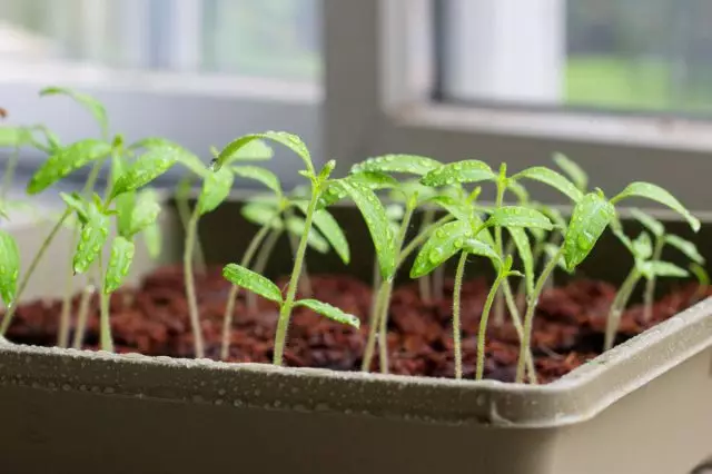 Tomato Cornabel F1 (Dulce): Varietéitbeschreiwung, Fotoen, Bewäertungen, Ausbezuele 11193_3