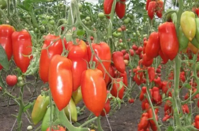 Tomato Cornabel F1 (Dulce): pelbagai penerangan, foto, ulasan, hasil 11193_4