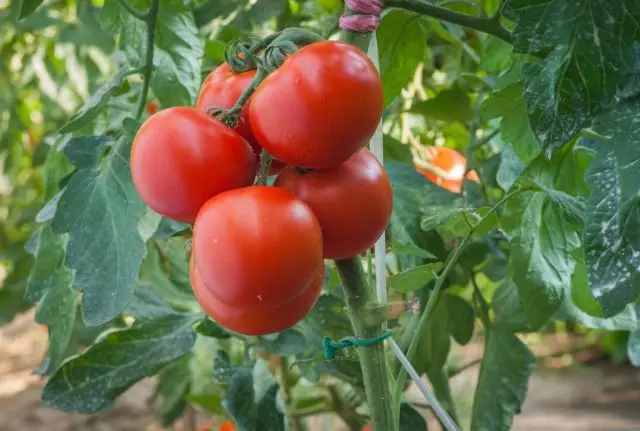 Tomate Polfast f1: avis, description, photo du buisson 11194_2