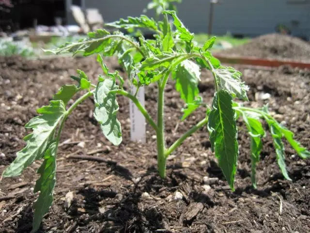 Tomato Polfast f1: nirxandin, danasîn, wêneyê çolê 11194_4