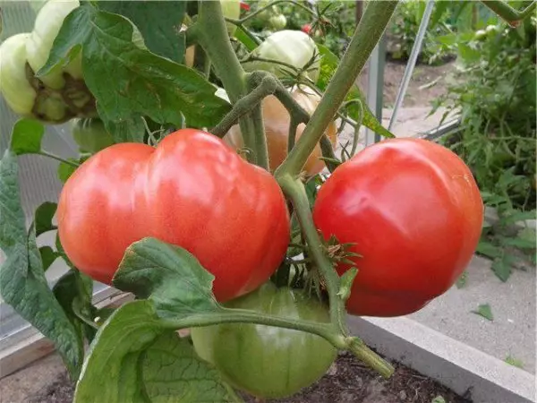 Tomato Raspberry Elephant: resinsjes, foto's, opbringst 11198_1