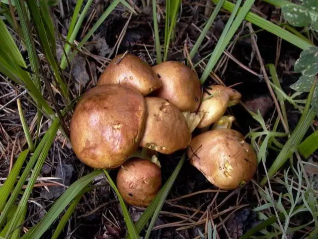 Iko boletus miti inokura kupi: painotaridzika, pakudziya kupi, pasi pemiti ipi, mune mamiriro ekunze, painotanga kukura, mumwedzi upi, mapikicha, mavhidhiyo 1119_1