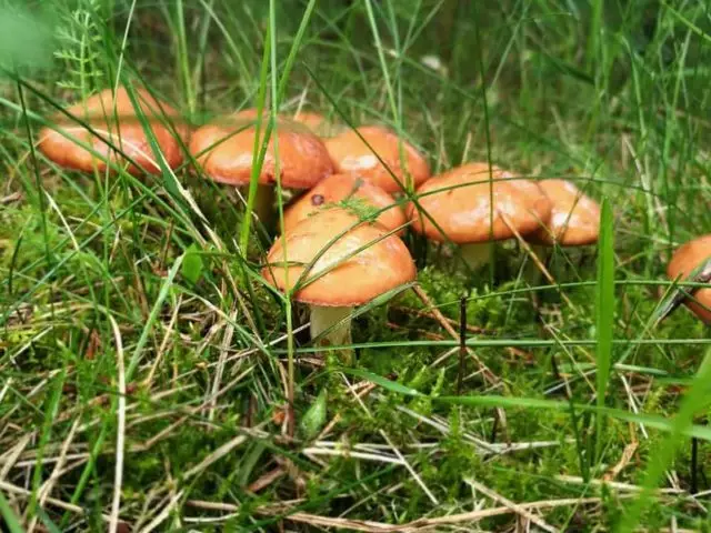 Asa man motubo ang mga punoan nga boletus: kung makita kini, kung unsang temperatura, ilawom sa unsang mga kahoy, unsang panahon, kung kanus-a sila nagsugod sa pagtubo, sa unsang bulan, litrato, video 1119_2