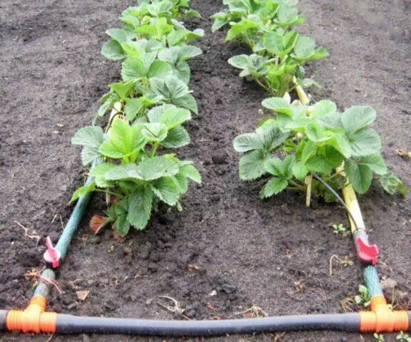 Irrigation goutte à goutte pour fraises : dispositif de système en serre, plein champ, sous agrofibre, film, taux, consommation d'eau, vidéo, photo 111_2