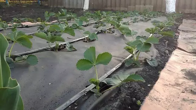 Irrigation goutte à goutte pour fraises : dispositif de système en serre, plein champ, sous agrofibre, film, taux, consommation d'eau, vidéo, photo 111_3