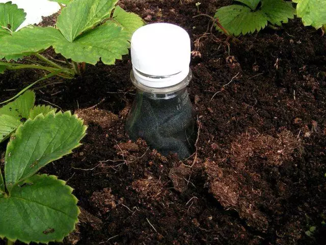 Irrigation goutte à goutte pour fraises : dispositif de système en serre, plein champ, sous agrofibre, film, taux, consommation d'eau, vidéo, photo 111_4