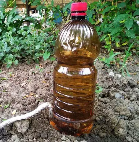 Irrigation goutte à goutte pour fraises : dispositif de système en serre, plein champ, sous agrofibre, film, taux, consommation d'eau, vidéo, photo 111_5