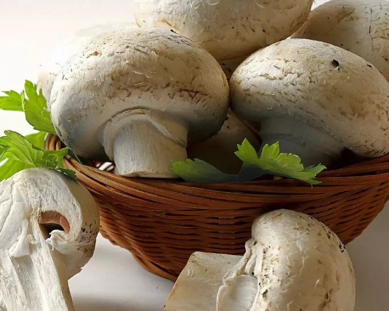 I-Champignons (Agaricus): akhangeleka njani amakhowa, kangakanani, nini kwaye akhula phi kwindalo