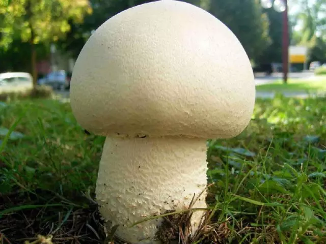 Champignons (Agaricus): sapertos kumaha supa, sabaraha, iraha sareng dimana aranjeunna tumuh di alam 1120_10