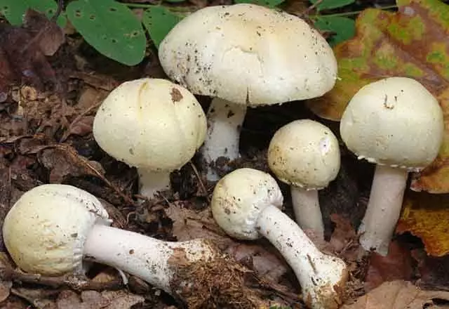 Champignons (Agaricus): hvernig sveppir líta út, hve mikið, hvenær og hvar þeir vaxa í náttúrunni 1120_11