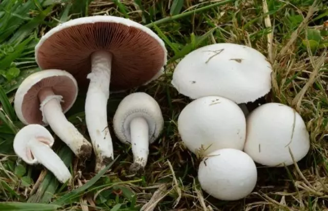 Champignons (Agaricus): sapertos kumaha supa, sabaraha, iraha sareng dimana aranjeunna tumuh di alam 1120_14