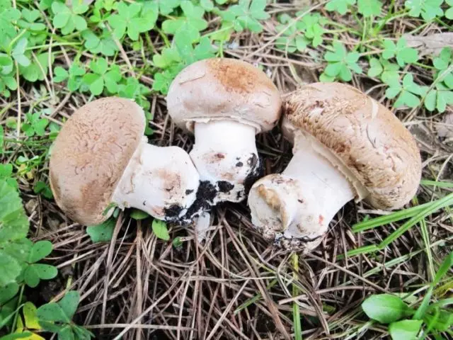 Champignons (Agaricus): sapertos kumaha supa, sabaraha, iraha sareng dimana aranjeunna tumuh di alam 1120_15