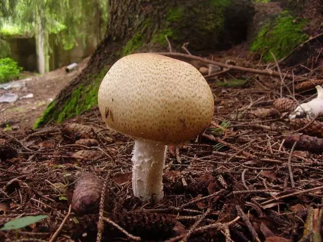 Champignons (Agaricus): sapertos kumaha supa, sabaraha, iraha sareng dimana aranjeunna tumuh di alam 1120_16