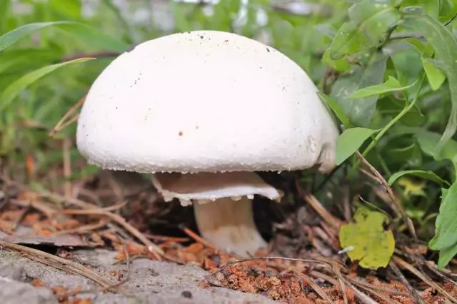 Champignons (Agaricus): hvernig sveppir líta út, hve mikið, hvenær og hvar þeir vaxa í náttúrunni 1120_2