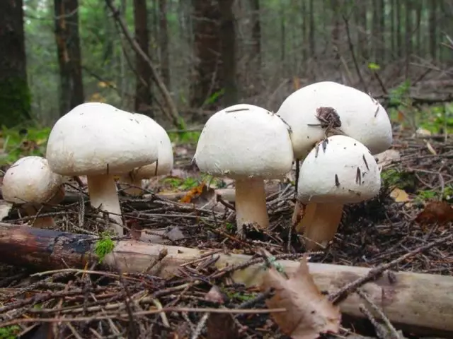 Champignons (Agaricus): hvernig sveppir líta út, hve mikið, hvenær og hvar þeir vaxa í náttúrunni 1120_27