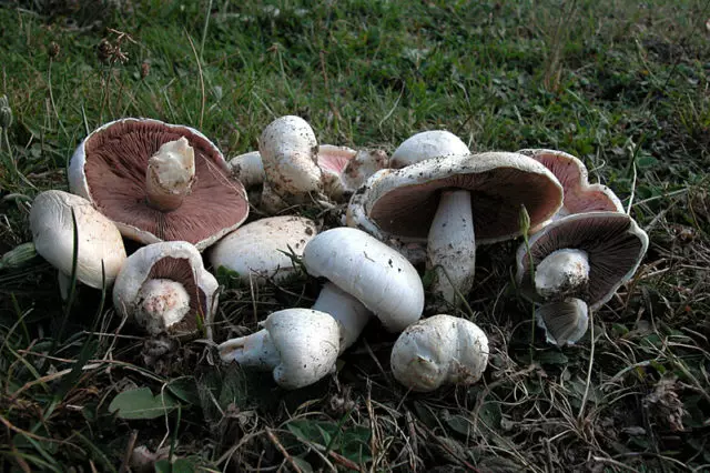 Champignons (Agaricus): hvernig sveppir líta út, hve mikið, hvenær og hvar þeir vaxa í náttúrunni 1120_28