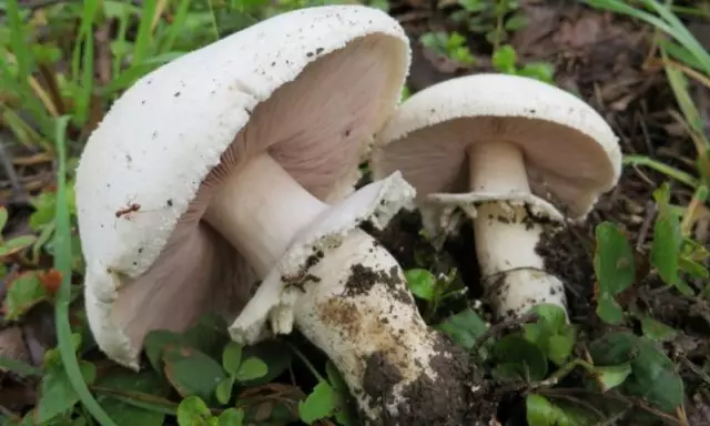 Champignons (Agaricus): sapertos kumaha supa, sabaraha, iraha sareng dimana aranjeunna tumuh di alam 1120_3