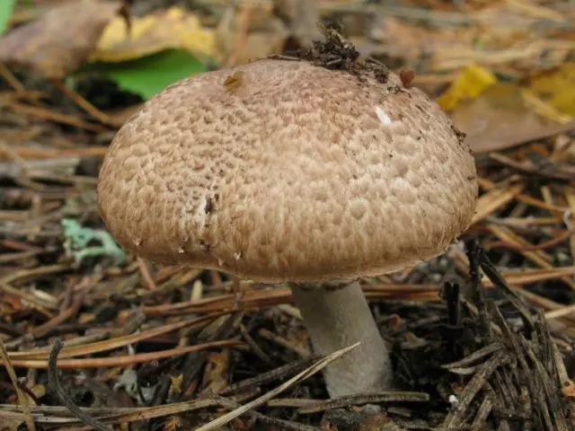 Champignons (Agaricus): sapertos kumaha supa, sabaraha, iraha sareng dimana aranjeunna tumuh di alam 1120_4